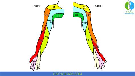 Dermatome Distribution OrthoFixar 2024