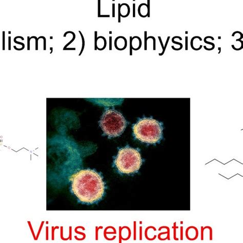 Comprehensive View Of The Virus Replication Process And The Main Lipids