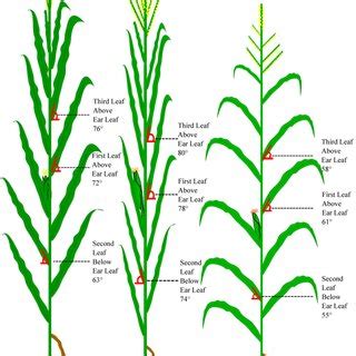 Leaf Angle Phenotypic Values For Parents Hybrids F Selected F