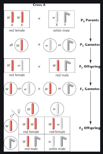 Linkage And Recombination Part 2 Sex Linkage In Drosophila Linked Gene And Synthetic Gene