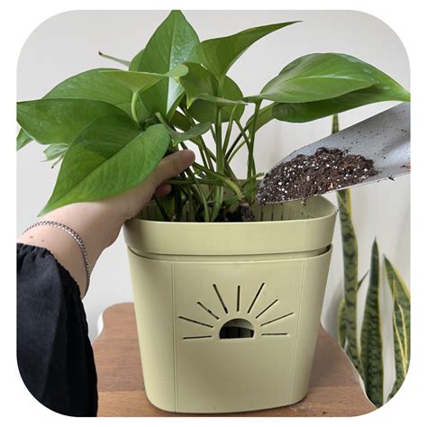 How To Use Naked Root