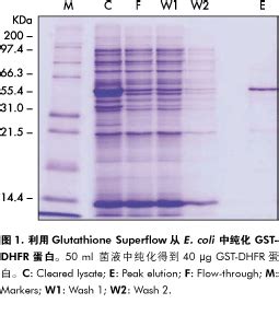 HisGSTStrep 标签蛋白纯化及检测试剂