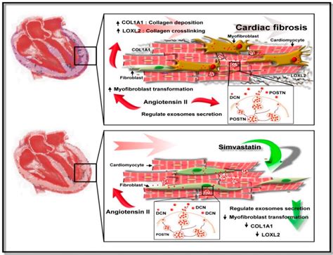 JCM Free Full Text Simvastatin Attenuates Cardiac Fibrosis Via
