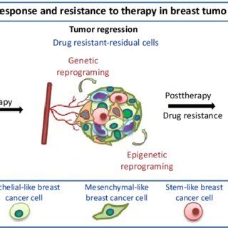 Schematic Representation Of The Role Of Genetic Epigenetic