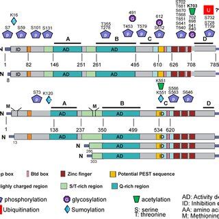 Known Post Translational Modifications Of Human Sp1 And Sp3 And The