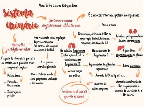 Mapa mental Sistema urinário Fisiologia Veterinária I