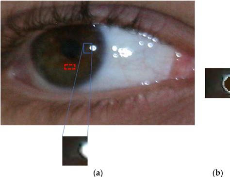 [pdf] deep learning based iris segmentation for iris recognition in visible light environment