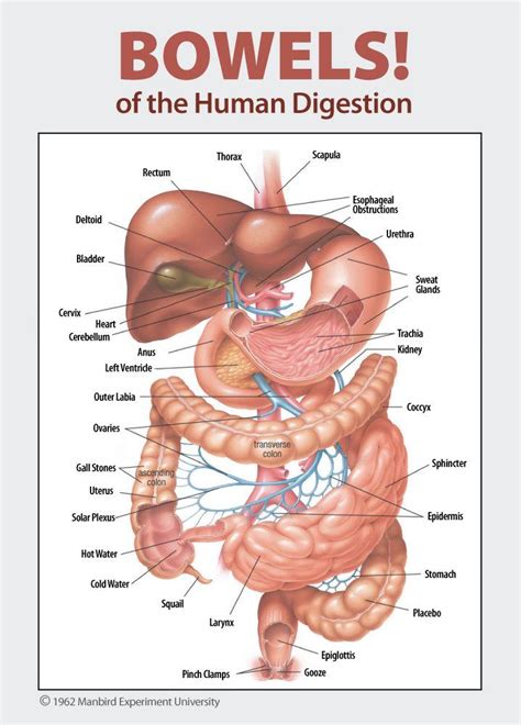 Digestive System Anatomy Human Digestive System Human Body Systems