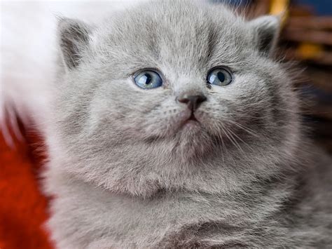 Hd Wallpaper Short Fur Gray Kitten Muzzle Kitty Blue Eyes British British Shorthair