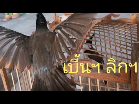 เสยงนกกรงหวจก เบลฯ แหง สปป ลาว YouTube