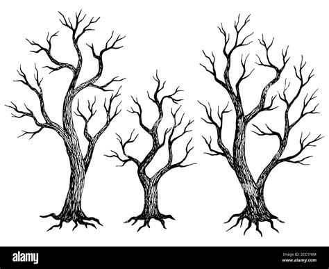 Tree Without Leaves Graphic Dead Plant Black White Isolated Sketch