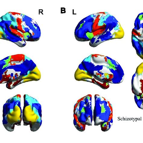 seven large scale intrinsic brain networks constructed from spatial download scientific