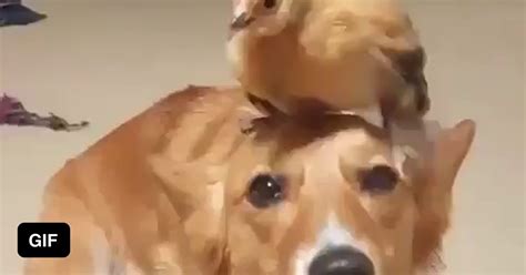 Patient Boy Knows How To Get The Chicks 9GAG