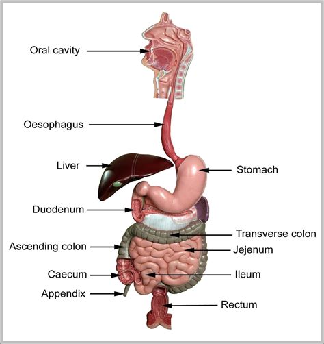 Gi Anatomy System Human Body Anatomy Diagram And Chart Images