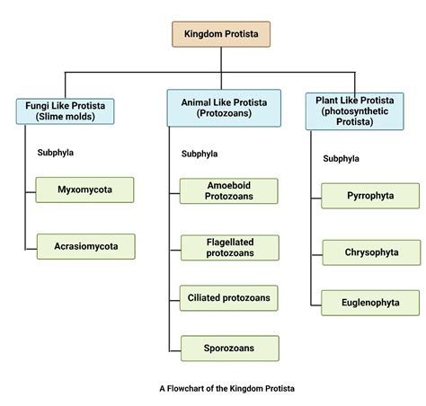 Kingdom Protista Characteristics Classification Reproduction Life
