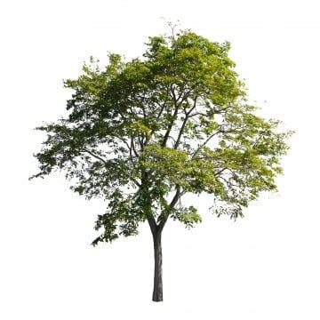Isolated Tree Hd Transparent Isolated Trees On Transparent Background