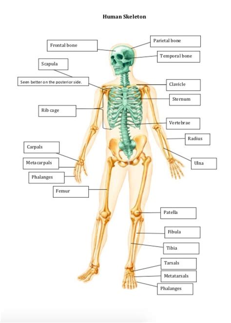 Skeletal Packet Terms Human Skeleton Diagram Quizlet