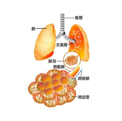 人体肺泡结构示意图 生理结构图 医学图库