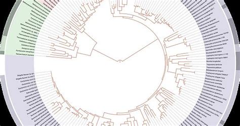 phylogenetic tree of life imgur