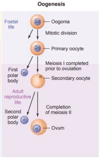 Difference Between Spermatogenesis And Oogenesis