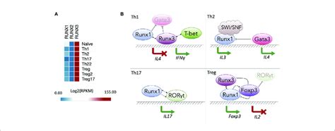 RUNX Gene Expression And Function In T Helper Populations A