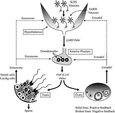 1 Schematic Representation Of The Hypothalamus Pituitary Gonadal Hpg Download Scientific