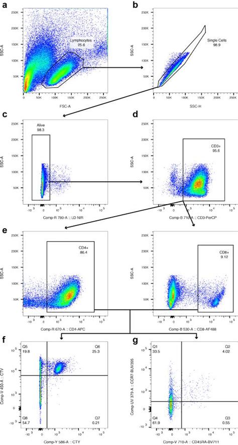 Figure S Flow Cytometry Gating Strategy For T Cell Proliferation And