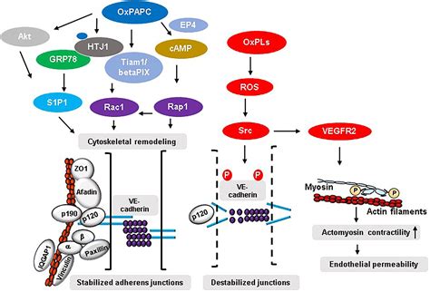 Frontiers Oxidized Phospholipids In Control Of Endothelial Barrier
