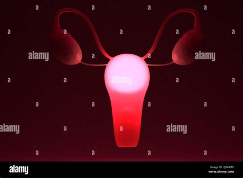 Female Genital Organs Fotos Und Bildmaterial In Hoher Auflösung Alamy