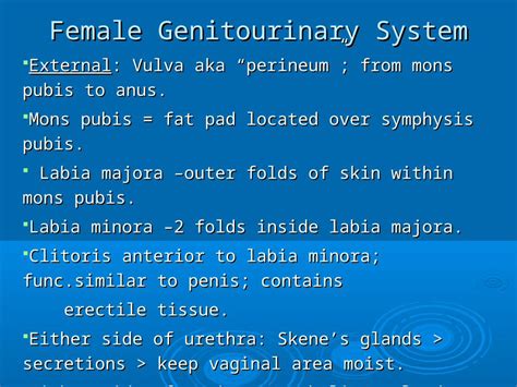 Ppt Female Genitourinary System External Vulva Aka Perineum” From Mons Pubis To Anus Mons