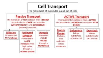 Cell Transport Concept Map Passive Vs Active Card Sort Or Worksheet