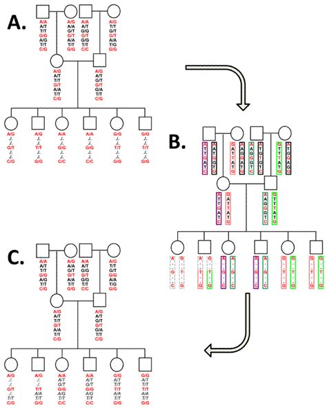 genotype imputation within a sample of related individuals download scientific diagram