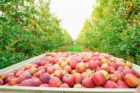 Stemilt Advises Big Apple Promotions With Volume Up Produce Blue Book