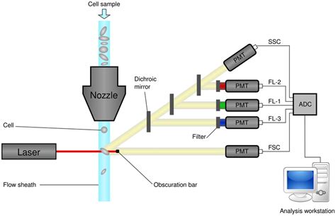 Schematic Diagram Of A Flow Cytometer Showing Focusing Of The Fluid