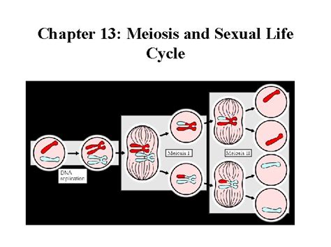 Chapter 13 Meiosis And Sexual Life Cycle Overview