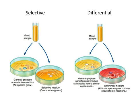 PPT Lab 1 Part 1 Media Types And Uses PowerPoint Presentation