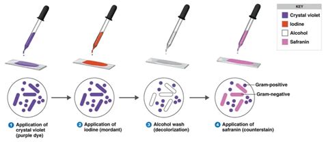 Gram Staining Principle Procedure Interpretation And Animation