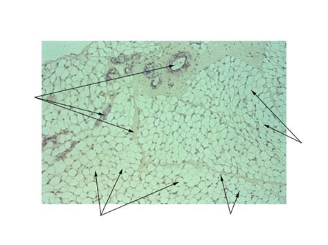Adipose Tissue 50x Diagram Quizlet