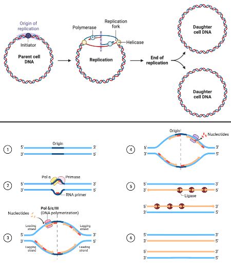 Prokaryotic Dna Replication Lagging Strand