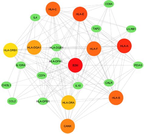 Identification Of Hub Genes From The PPI Network Utilizing The
