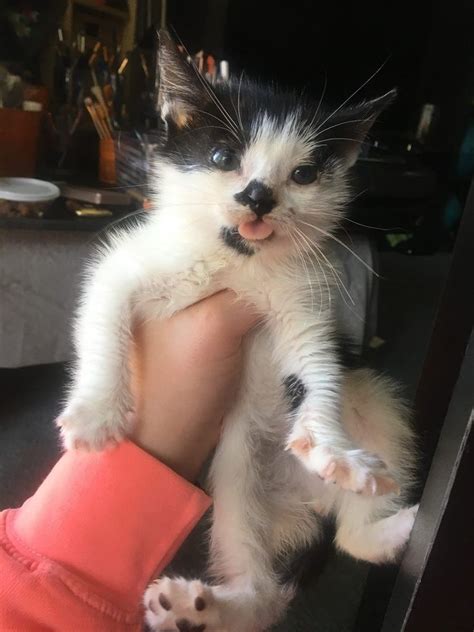 Pin On Cats