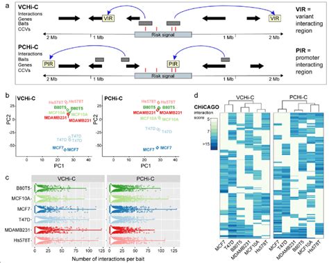 VCHi C And PCHi C In Human Breast Cell Lines A Schematic Of A