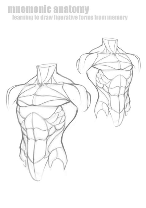 How To Draw The Torso Front View Artofit