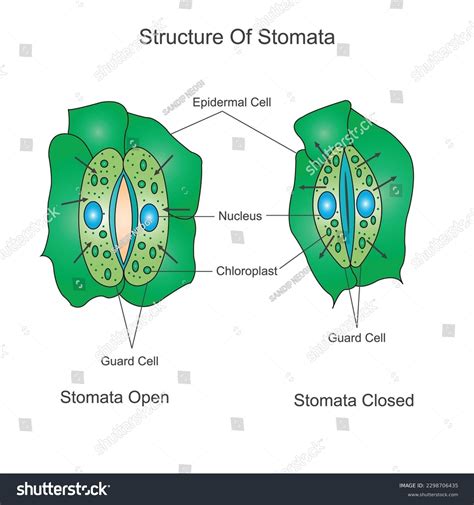 Stomata Structure