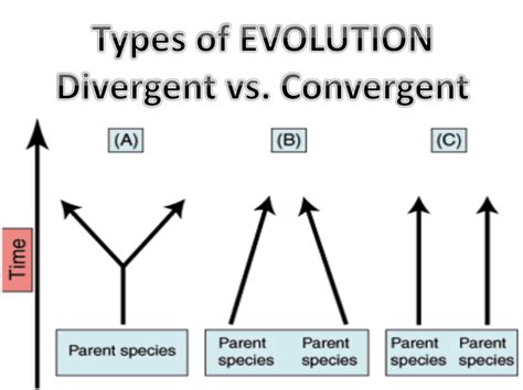 divergent and convergent evolution definitions it lesson education