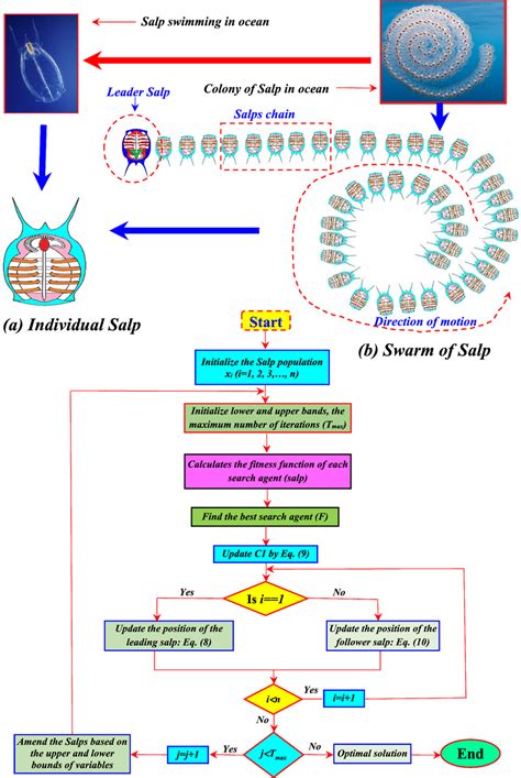 flowchart of the salp swarm algorithm ssa download scientific diagram