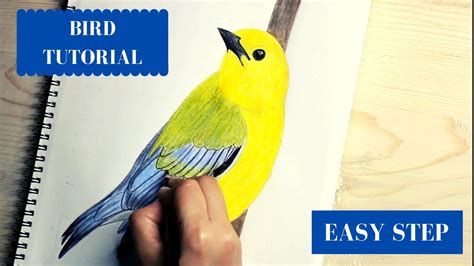How To Draw A Realistic Bird With Colored Pencil Step By Step Drawing