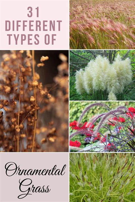 31 Different Types Of Ornamental Grass Ornamental Grasses Garden Types Grasses Garden