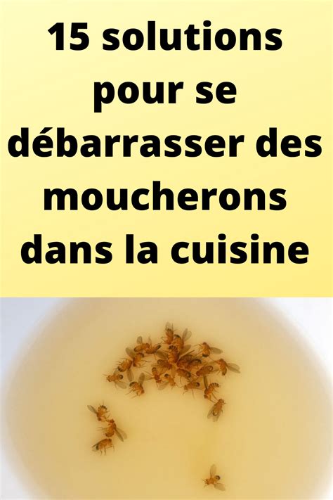 15 solutions pour se débarrasser des moucherons dans la cuisine