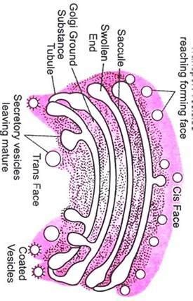 What Is Golgi Apparatus Its Function And Structure